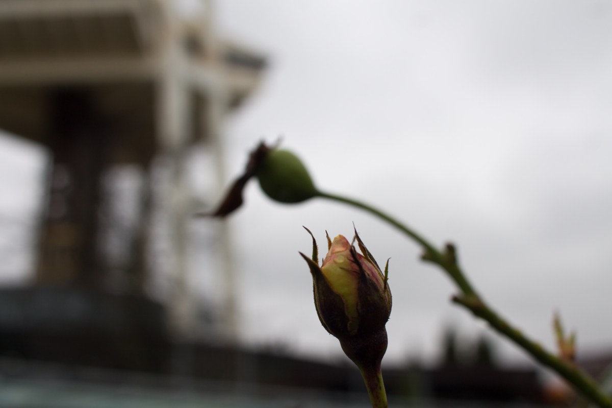 An early sign of Spring – TRAVELING ORION